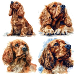 44 Cocker Spaniel Dog Breed PNG Clipart, Watercolor English Cocker ...