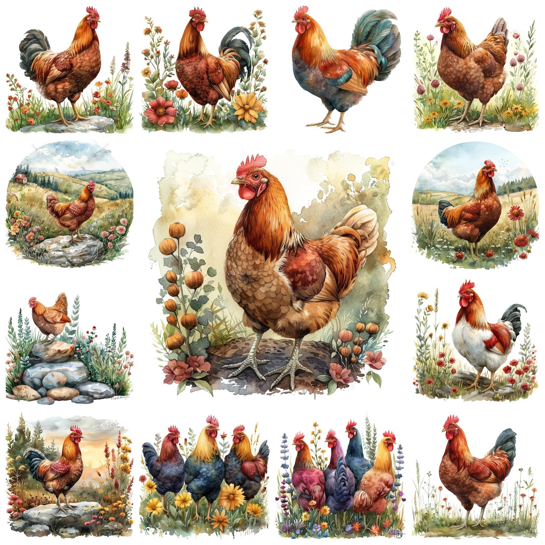 30 Watercolor Chicken PNG Clipart, Farm Hen Scenery Images, Floral ...