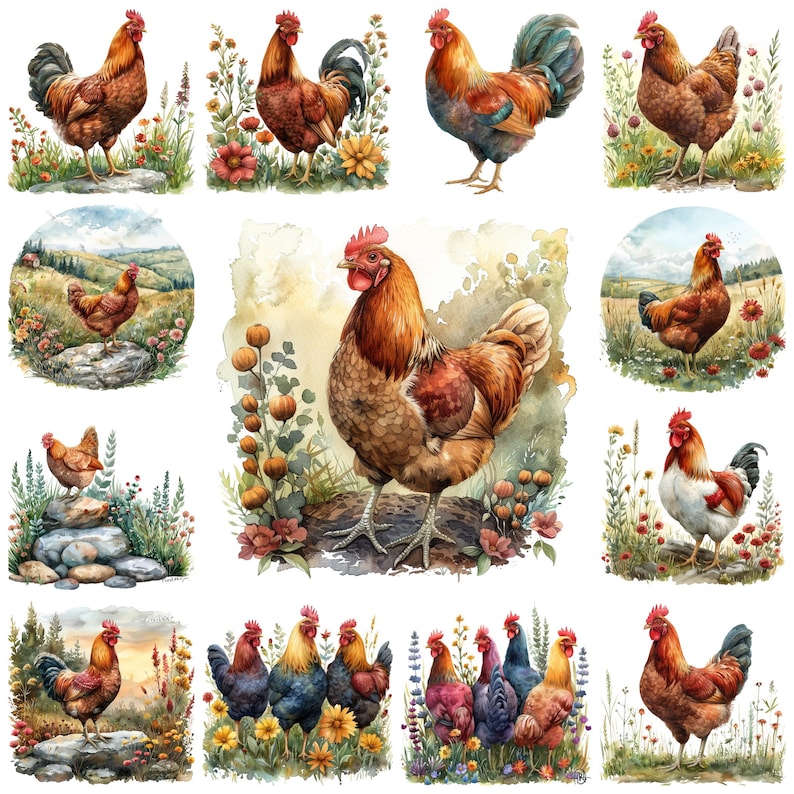 30 Watercolor Chicken PNG Clipart, Farm Hen Scenery Images, Floral ...