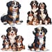 50 Cartoon Bernese Mountain Dog PNG Clipart, Adorable Bernie Puppy ...