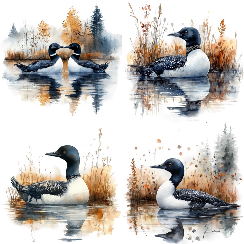 28 Common Loon PNG Clipart Bundle, Watercolor Loon Silhouette Abstract ...