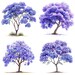Jacaranda Tree PNG Clipart Bundle, Watercolor Tree Illustration ...