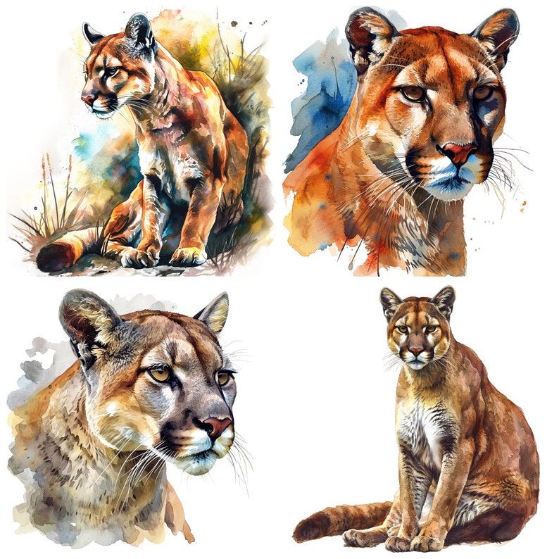 32 Puma Wild Animal PNG Clipart, Watercolor Cougar Image, Mountain Lion ...