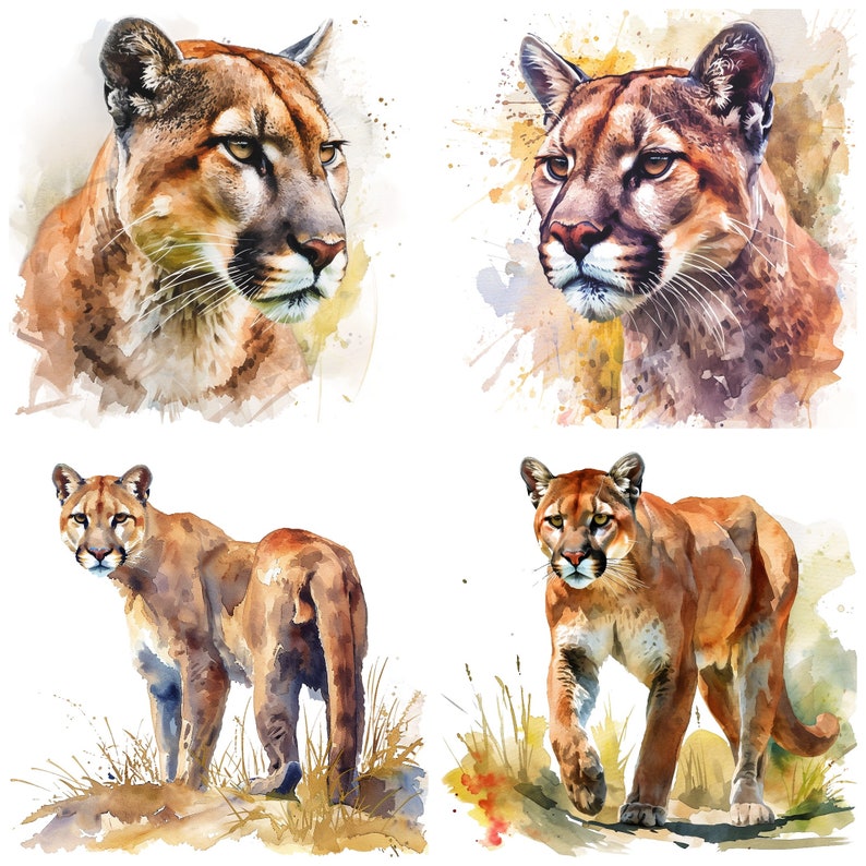 32 Puma Wild Animal PNG Clipart, Watercolor Cougar Image, Mountain Lion ...