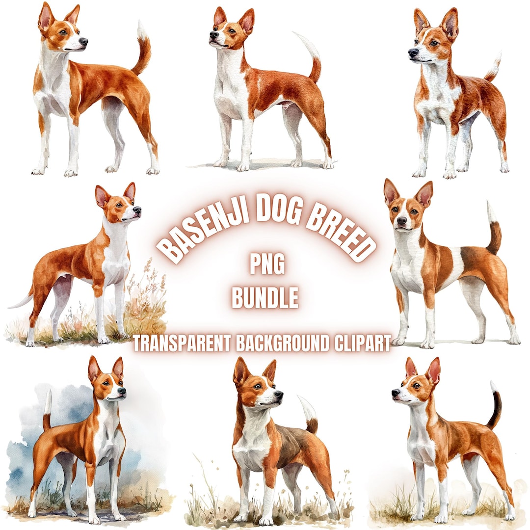 Basenji Dog Breed PNG Clipart Bundle | Watercolor Dog Portrait ...