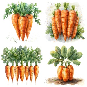 Watercolor Carrot PNG Clipart, 43 Orange Vegetable Carrot Transparent ...