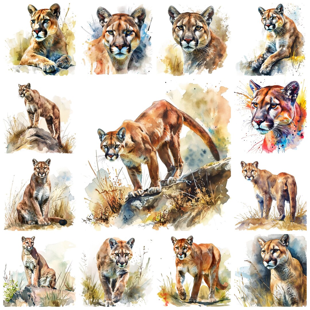 32 Puma Wild Animal PNG Clipart, Watercolor Cougar Image, Mountain Lion ...