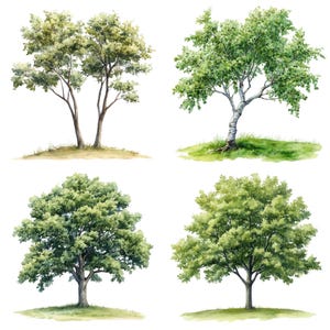 Ash Tree PNG Clipart Bundle, Watercolor Ash Forest Landscape ...