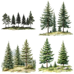 Pine Tree PNG Clipart Bundle, Watercolor Pine Tree Forest Illustration ...