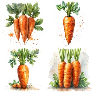 Watercolor Carrot PNG Clipart, 43 Orange Vegetable Carrot Transparent ...
