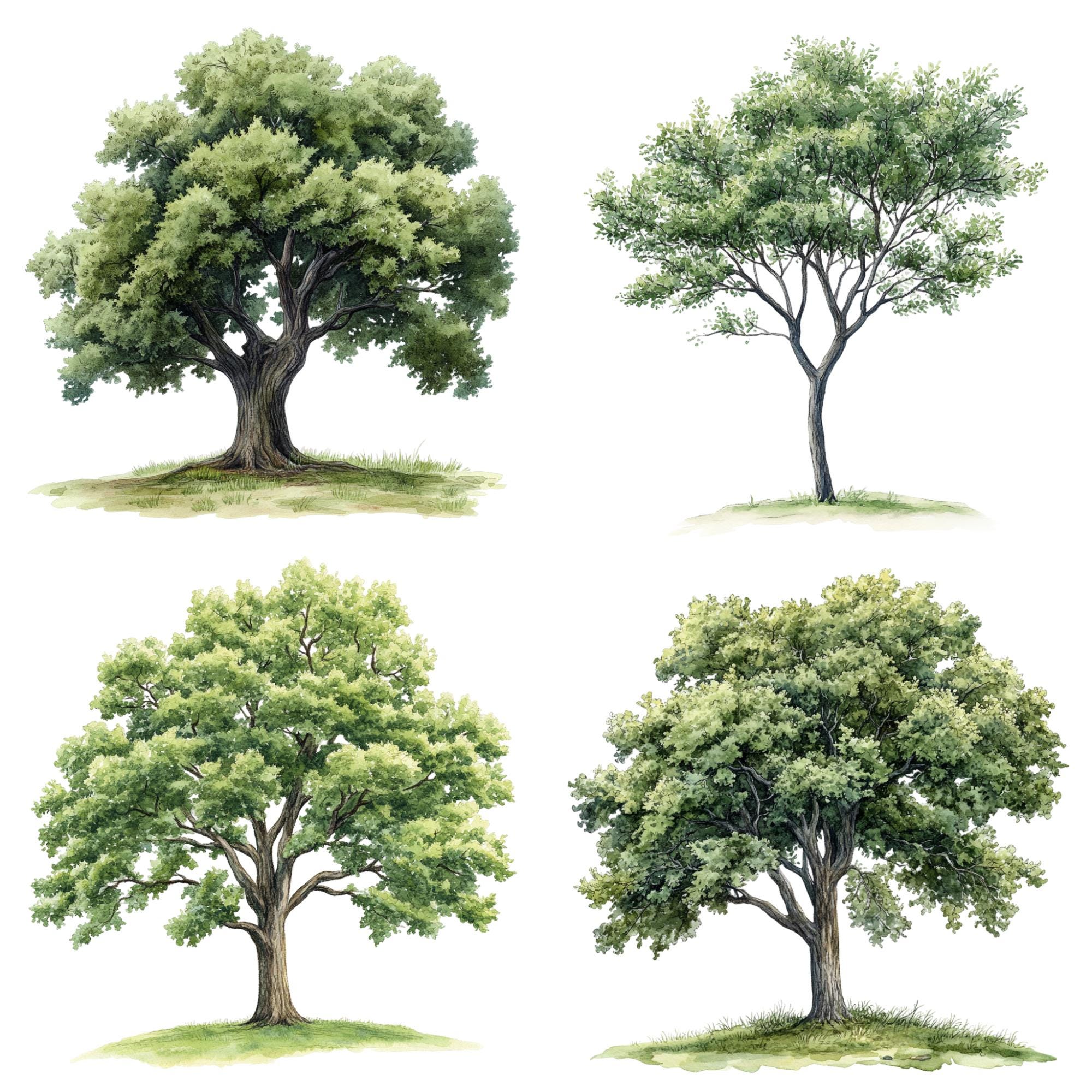 Ash Tree PNG Clipart Bundle, Watercolor Ash Forest Landscape ...
