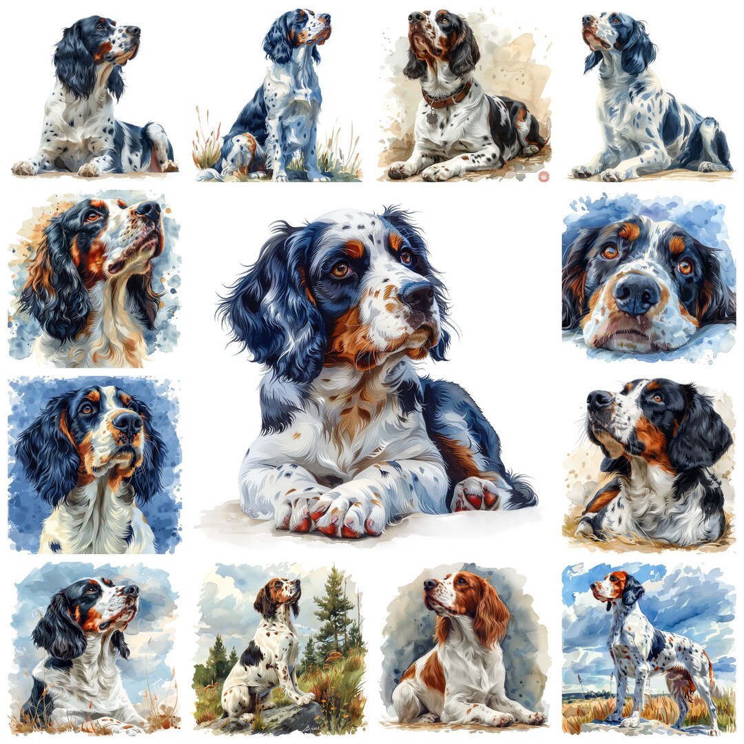 English Setter Dog Breed PNG Clipart, Watercolor 44 Laverack Setter Pet ...