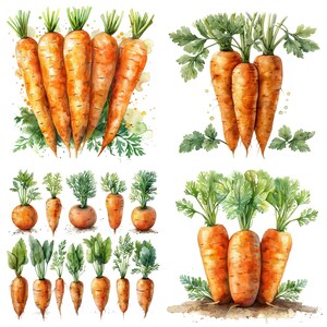 Watercolor Carrot PNG Clipart, 43 Orange Vegetable Carrot Transparent ...