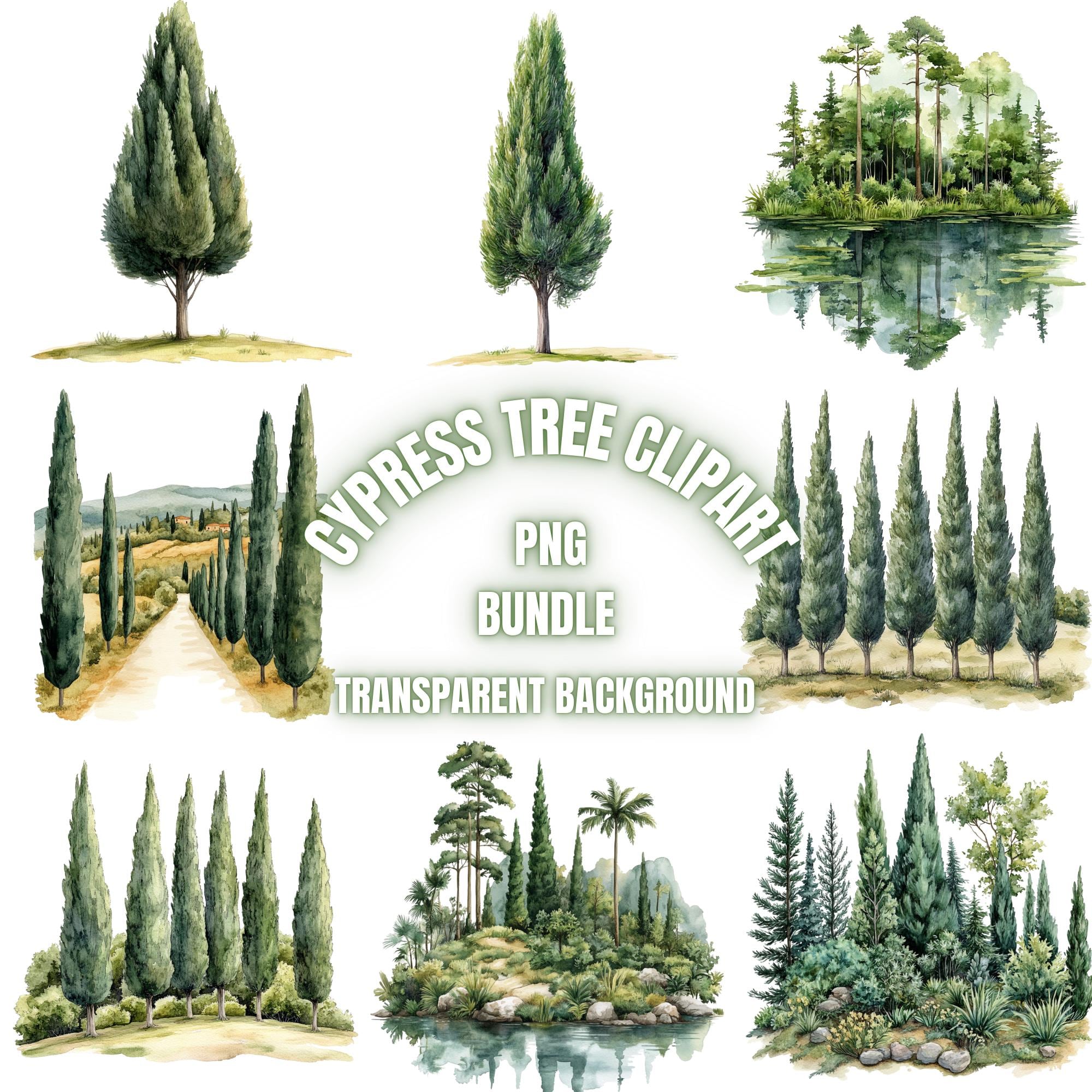 Cypress Tree PNG Clipart Bundle, Watercolor Cypress Tree Landscape ...
