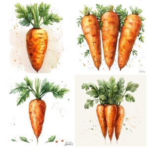 Watercolor Carrot PNG Clipart, 43 Orange Vegetable Carrot Transparent ...