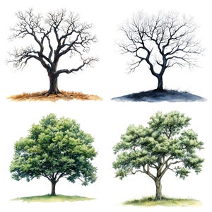 Ash Tree PNG Clipart Bundle, Watercolor Ash Forest Landscape ...
