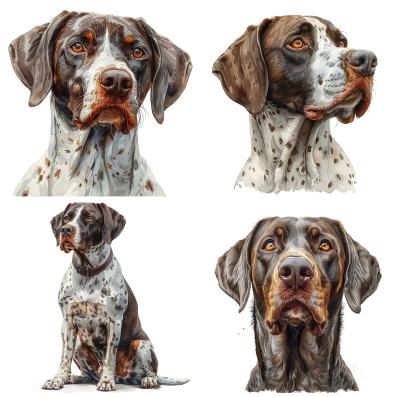 45 German Shorthaired Pointer PNG Clipart, Watercolor Hunting Dog Breed ...