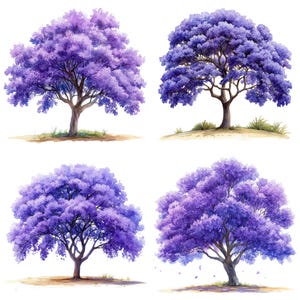 Jacaranda Tree PNG Clipart Bundle, Watercolor Tree Illustration ...