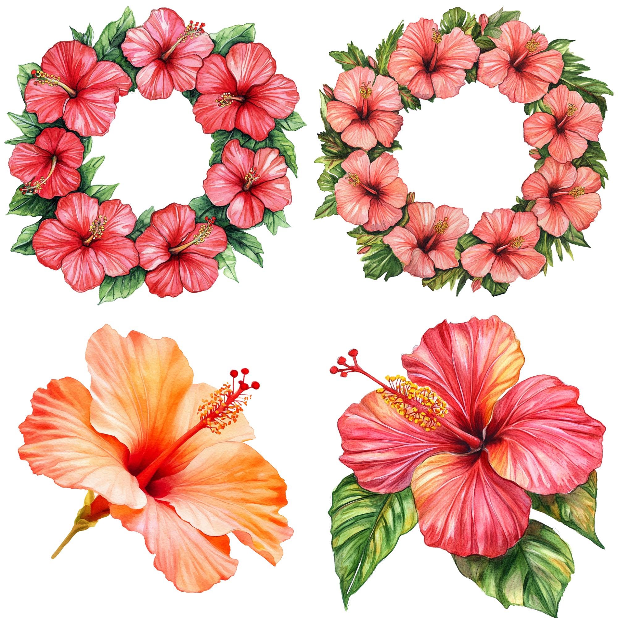 Watercolor Hibiscus PNG Clipart Bundle, Flower Wreath (commercial Use ...