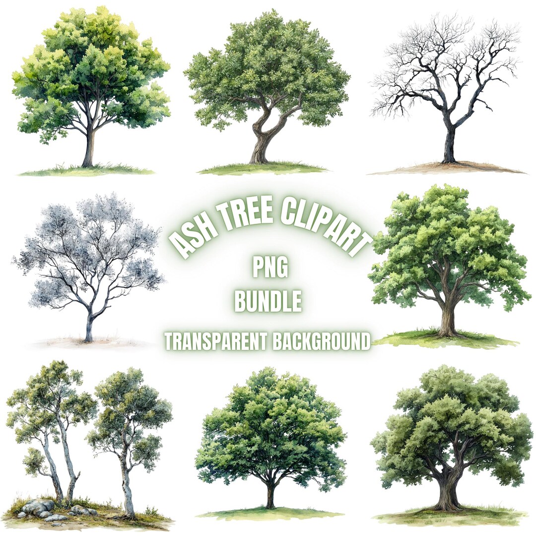 Ash Tree PNG Clipart Bundle, Watercolor Ash Forest Landscape ...