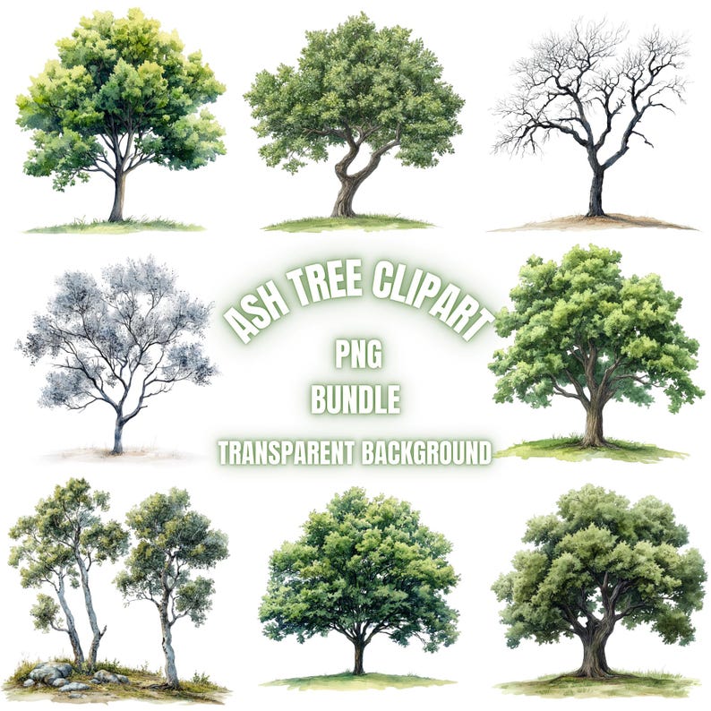 Ash Tree PNG Clipart Bundle, Watercolor Ash Forest Landscape ...