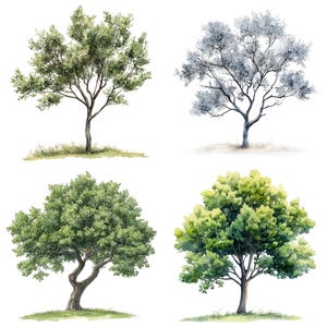 Ash Tree PNG Clipart Bundle, Watercolor Ash Forest Landscape ...