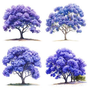 Jacaranda Tree PNG Clipart Bundle, Watercolor Tree Illustration ...
