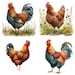 30 Watercolor Chicken PNG Clipart, Farm Hen Scenery Images, Floral ...