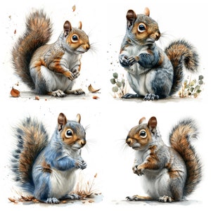 26 Gray Squirrel PNG Clipart, Watercolor Eastern Gray Squirrel ...