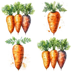 Watercolor Carrot PNG Clipart, 43 Orange Vegetable Carrot Transparent ...