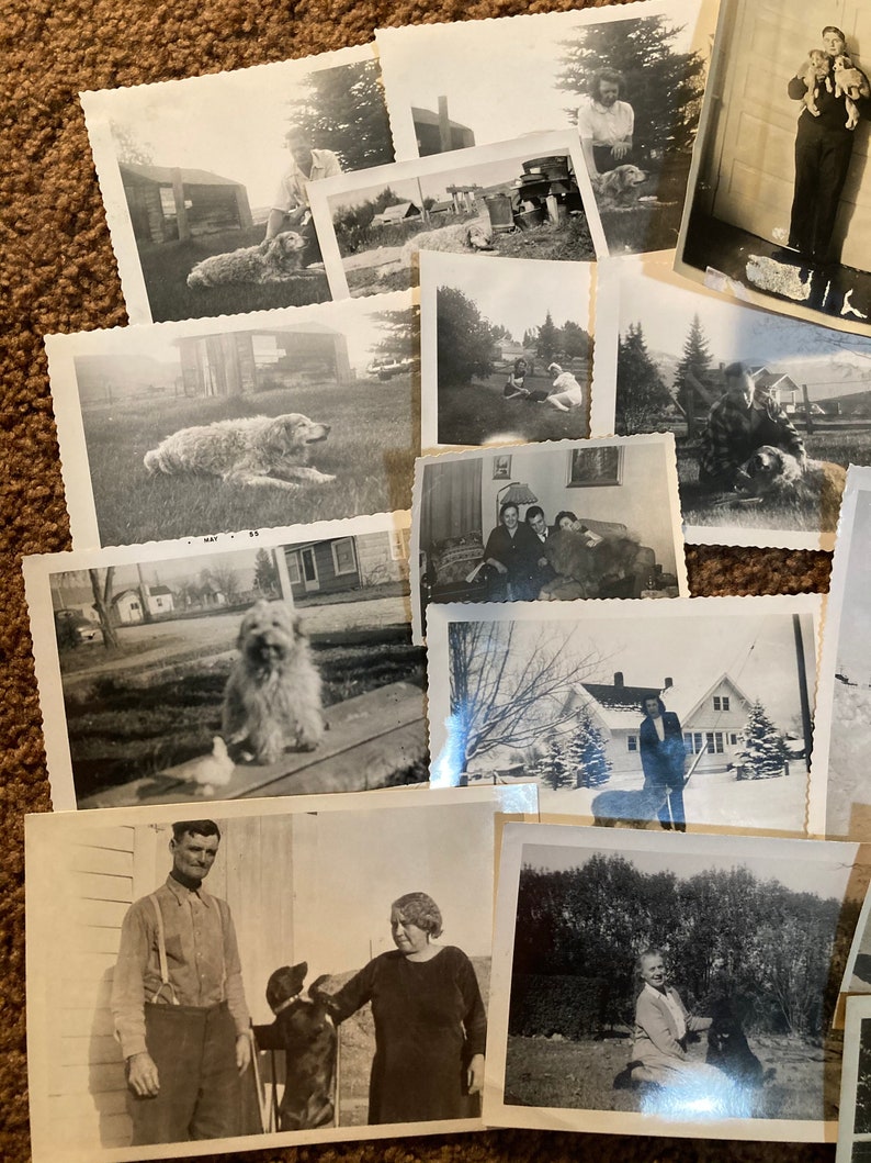 30 Photos of Dogs Puppies Original Vintage Photo Photography Vintage ...