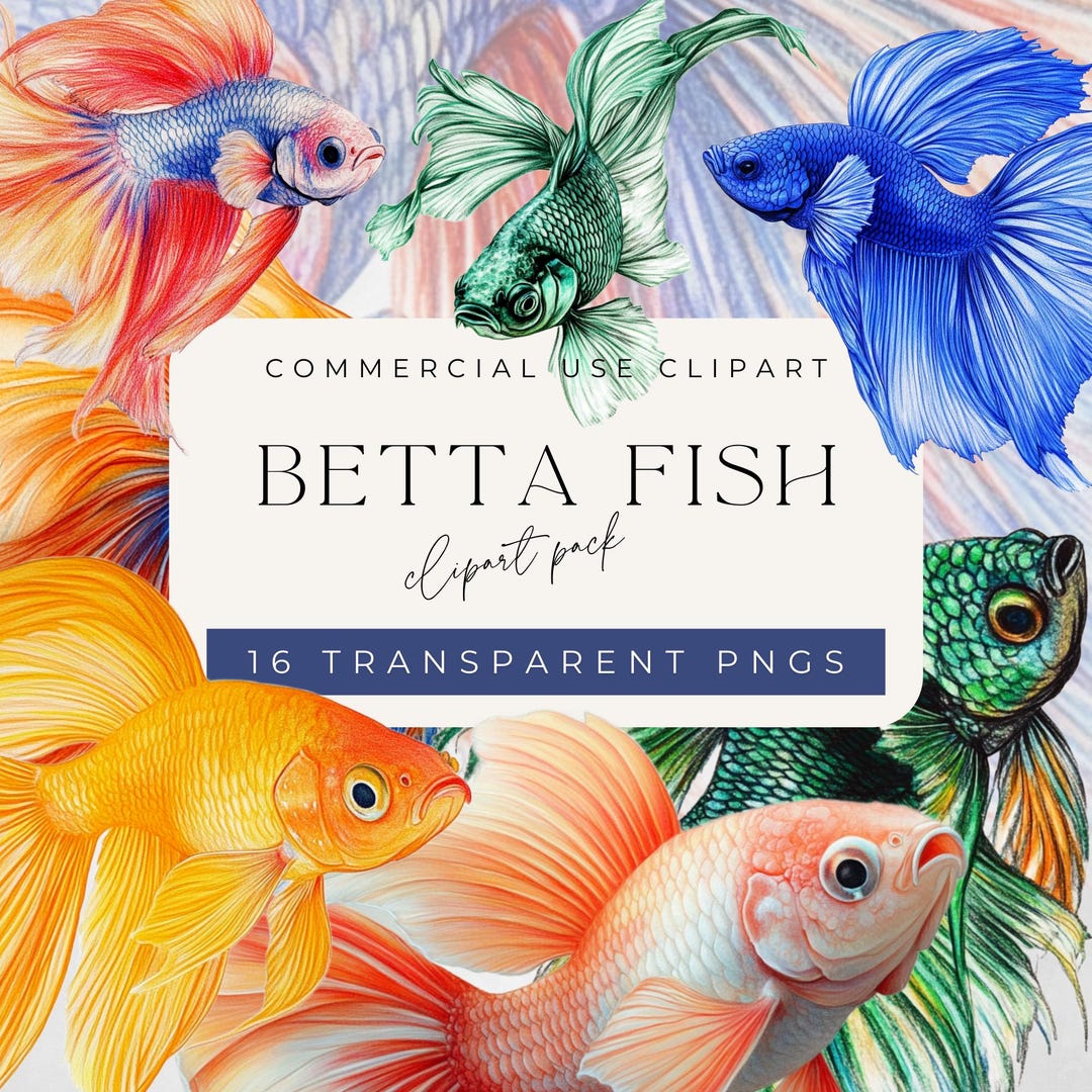 Betta Fish Drawing, Beta Fish PNG, Beta Fish Clipart, Siamese Fighting ...