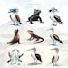 Galapagos Islands Clipart Set: Tropical Wildlife Pngs (commercial Use ...