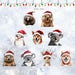 Australian Christmas Animals Clipart: Festive PNG Images (digital ...