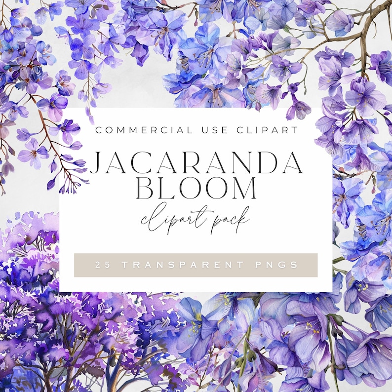 Purple Jacaranda Floral Clipart: 25 PNG Flowers (digital Download) - Etsy
