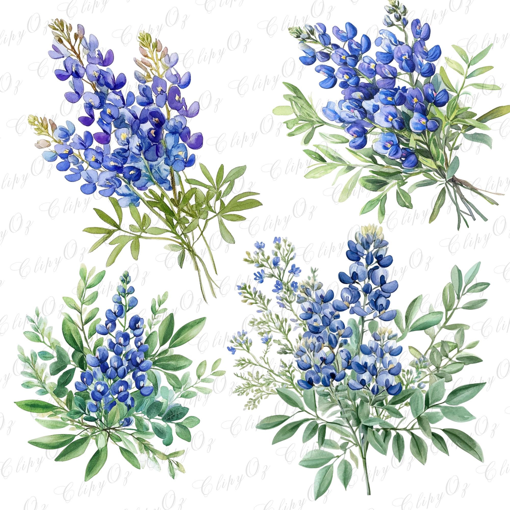 Bluebonnet Flower Clipart: Watercolor PNG Set (digital Download, 17 ...