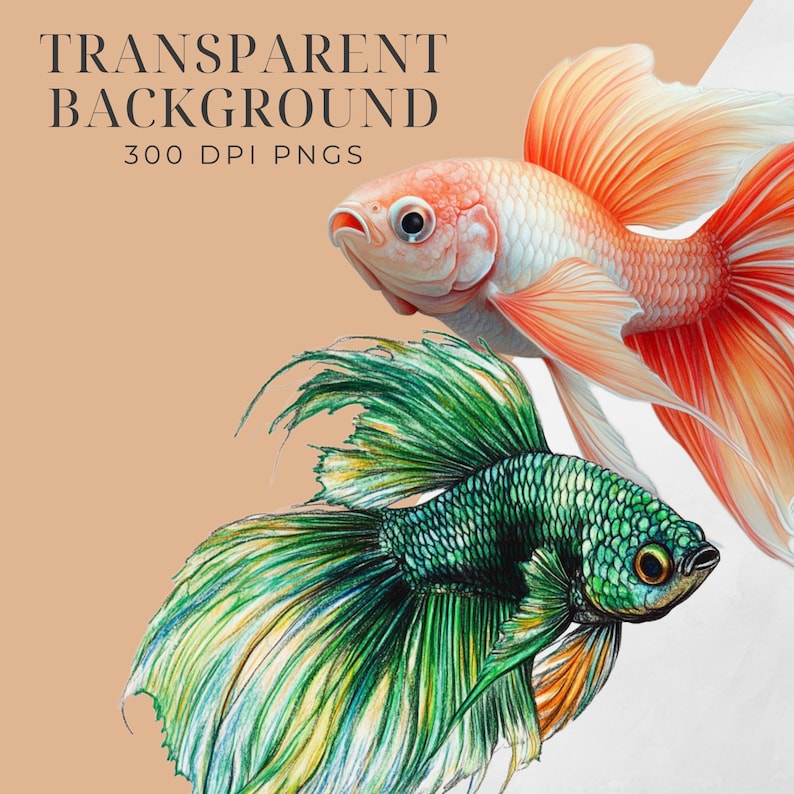 Betta Fish Drawing, Beta Fish PNG, Beta Fish Clipart, Siamese Fighting ...