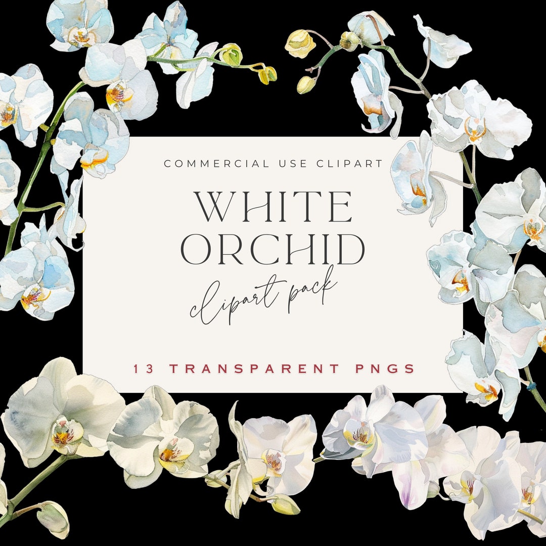 Watercolor White Orchid Clipart, Floral PNG Set (digital Download) - Etsy