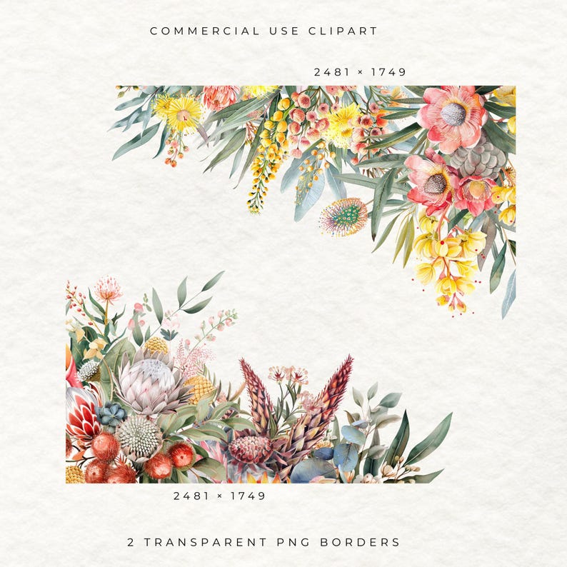 Australian Native Flowers Clipart: Watercolor Frames & Borders (PNG ...