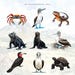 Galapagos Islands Clipart Set: Tropical Wildlife Pngs (commercial Use ...