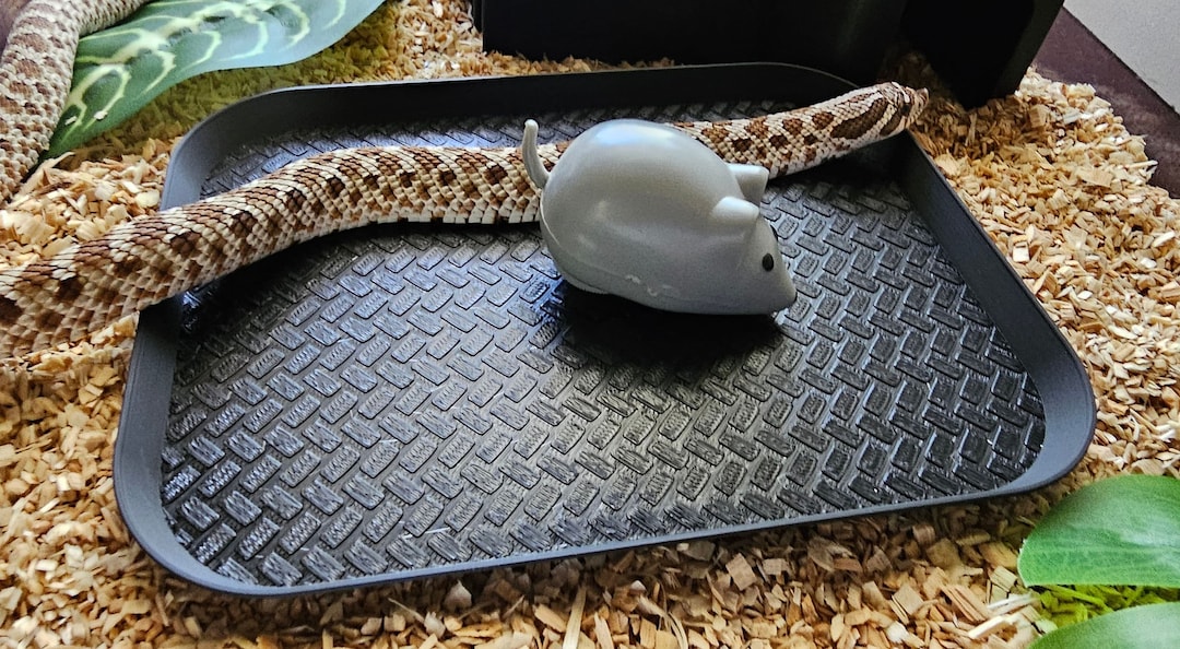 3D Printed Snake Feeding Dish. Reptile Food Dish. Cafeteria Tray for ...