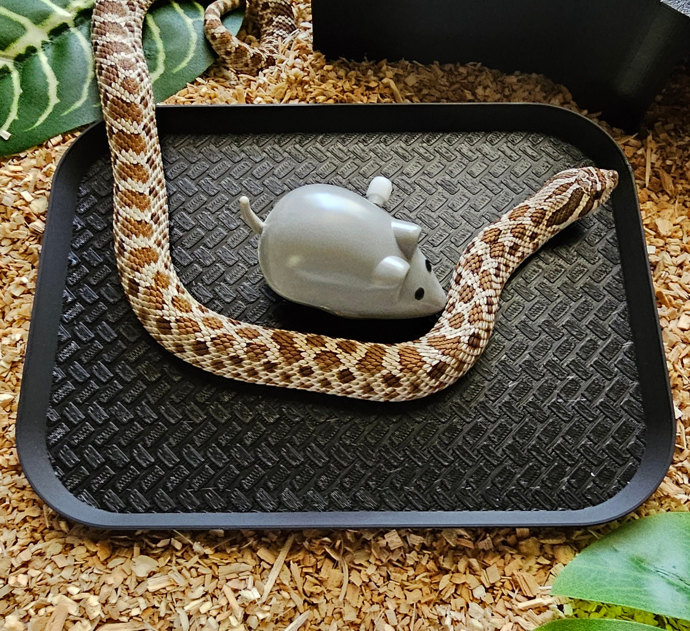 3D Printed Snake Feeding Dish. Reptile Food Dish. Cafeteria Tray for ...