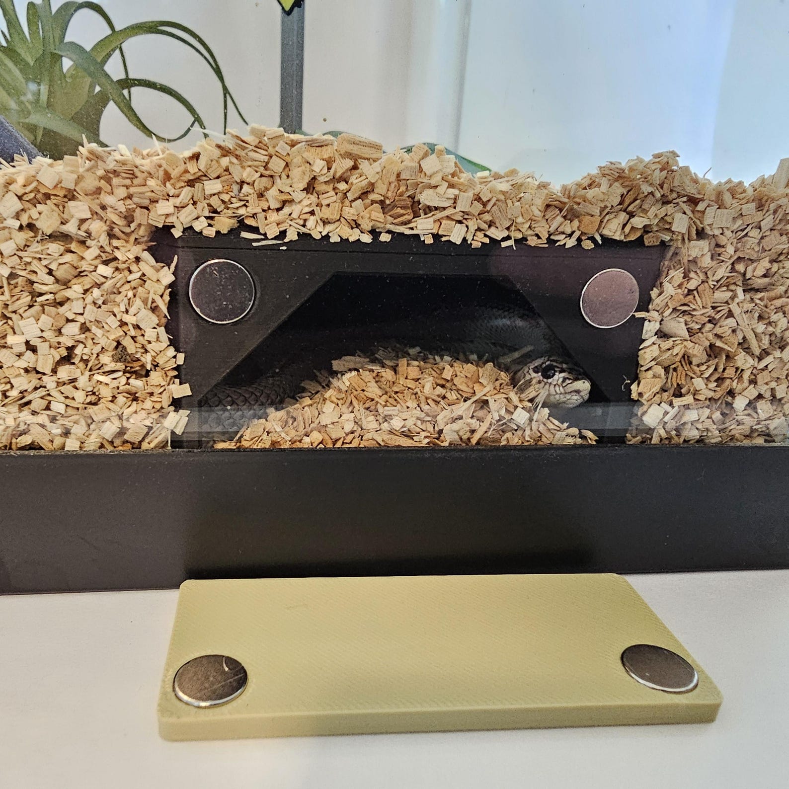 SMALL Hoggy Hide PLUS. Burrow Hide. Snake Hide for Western Hognose ...