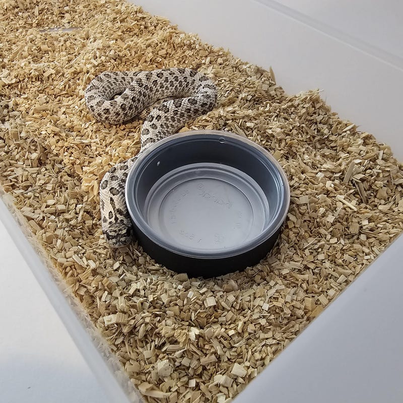 Snake Bowl - Etsy