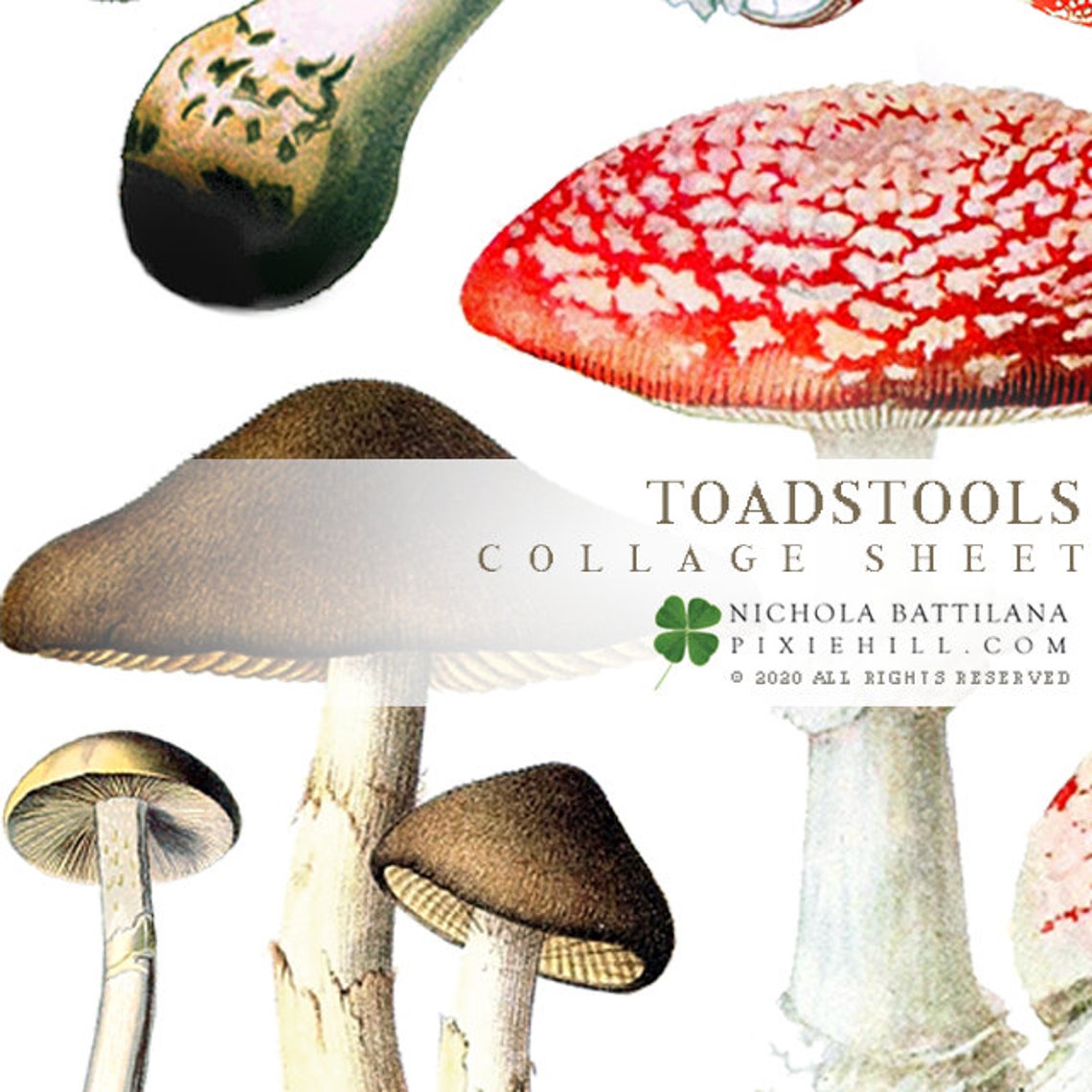 Toadstools Mushrooms Downloadable Pdf Collage Sheet Etsy