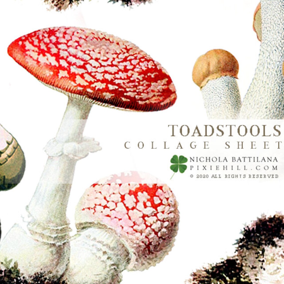 Toadstools Mushrooms Downloadable Pdf Collage Sheet Etsy