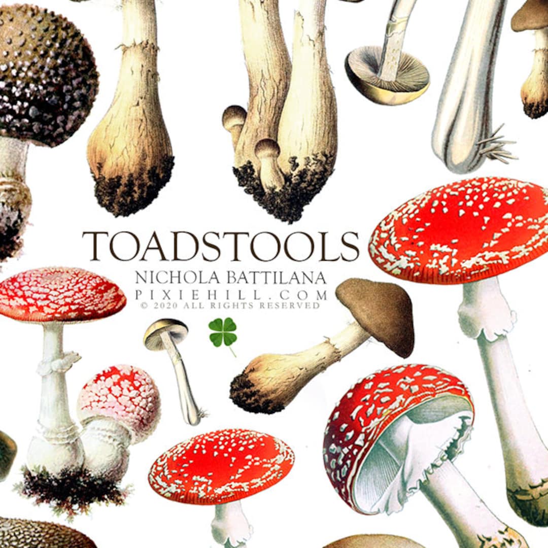 Toadstools Mushrooms Downloadable Pdf Collage Sheet Etsy