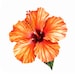 12 Hibiscus Flower Watercolor Clipart Tropical Bloom Botanical Art ...