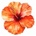 12 Hibiscus Flower Watercolor Clipart Tropical Bloom Botanical Art ...