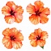 12 Hibiscus Flower Watercolor Clipart Tropical Bloom Botanical Art ...